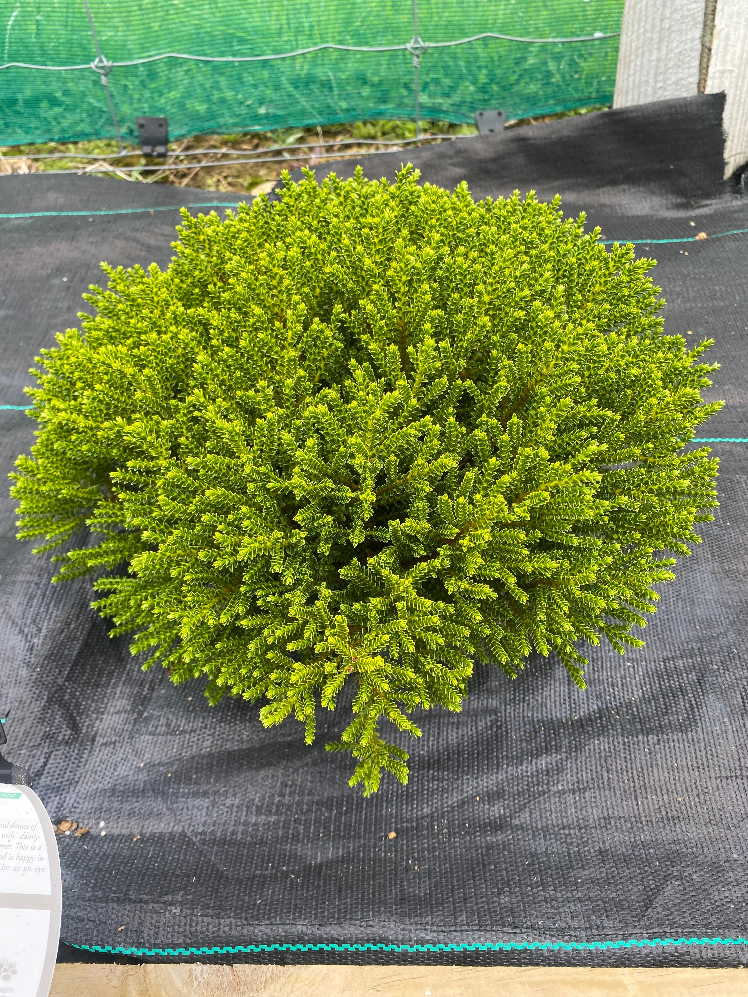Hebe Emerald Gem – Mohua Nursery