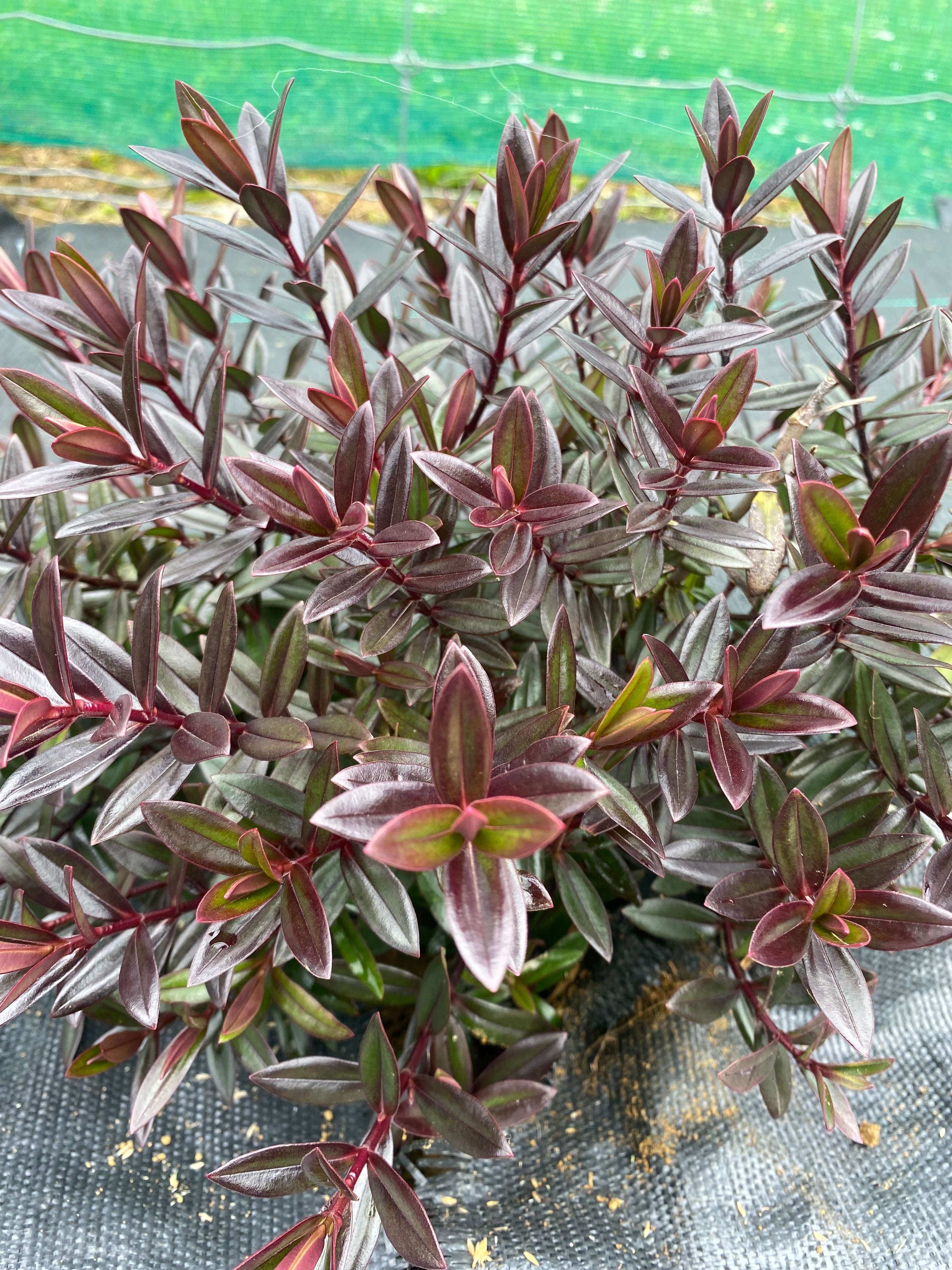 Hebe Lollipop – Mohua Nursery