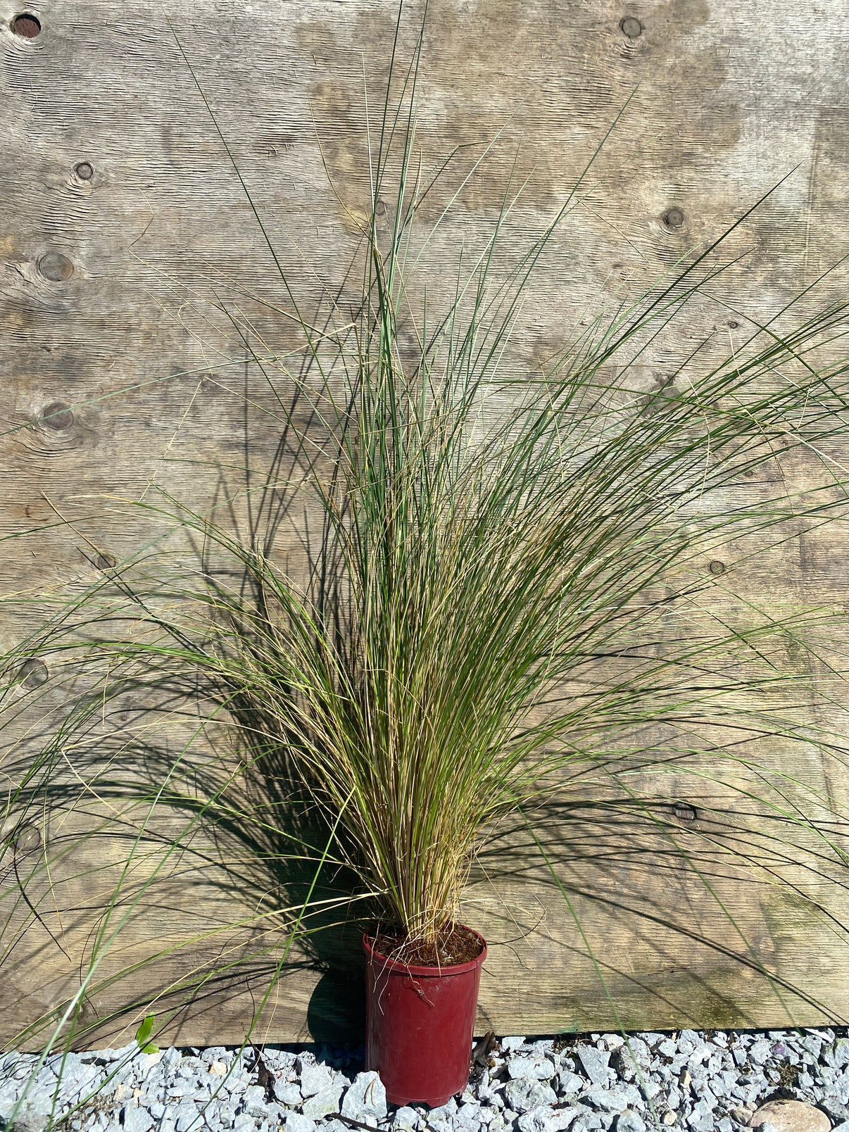 Poa cita (Silver tussock) – Mohua Nursery