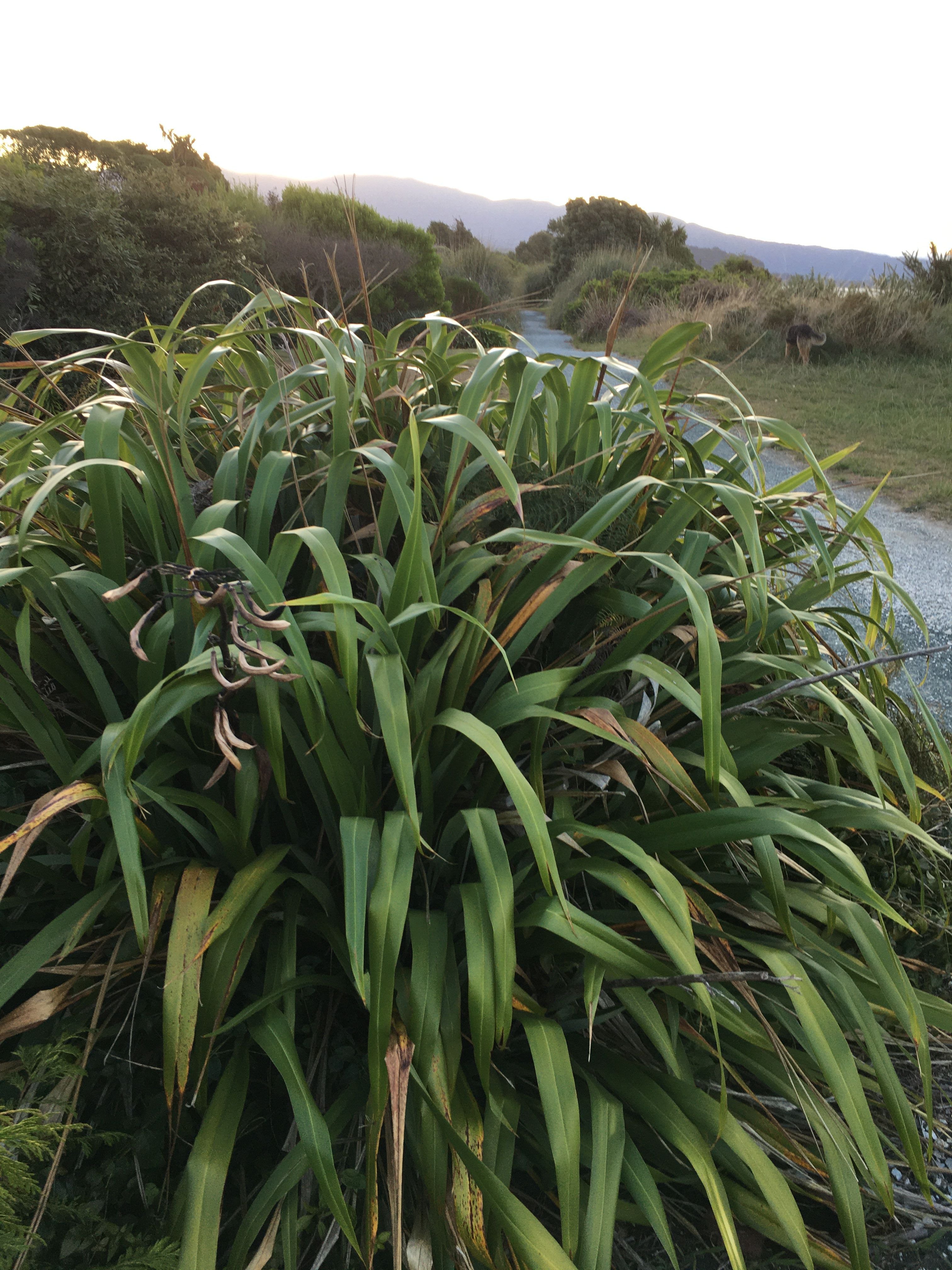 Phormium cookianum (mountain flax) - Mohua Nursery