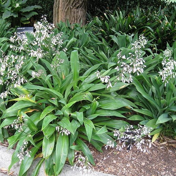 Arthropodium cirratum (Renga renga lily) – Mohua Nursery