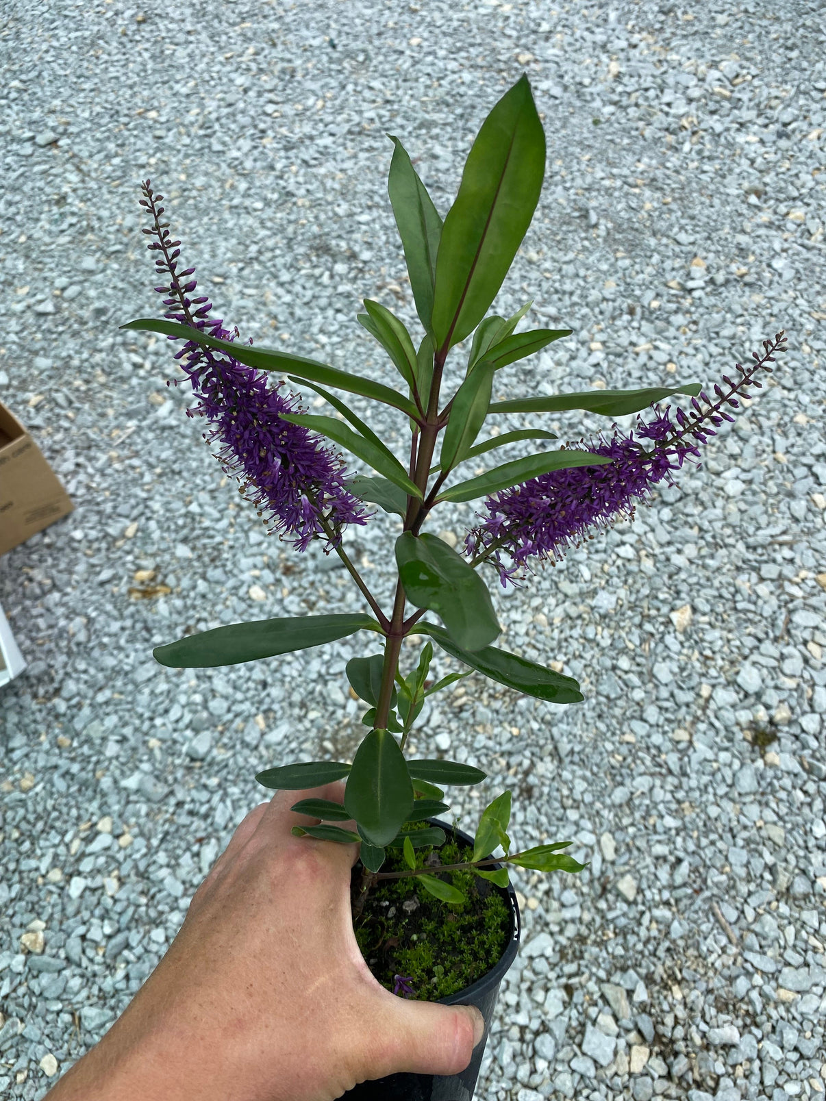 Hebe Wiri Prince – Mohua Nursery